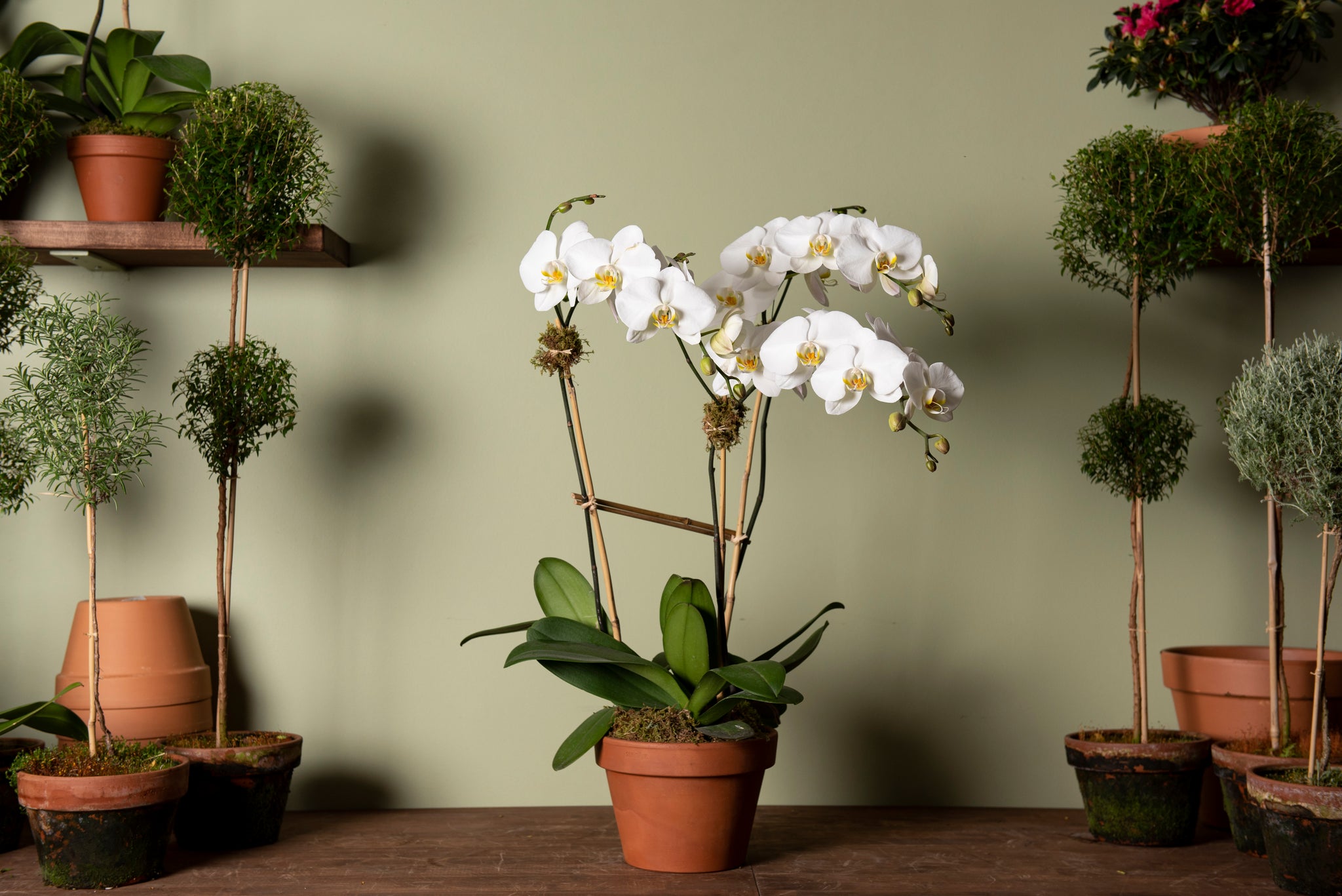 Orchids – Eros Flowers NYC