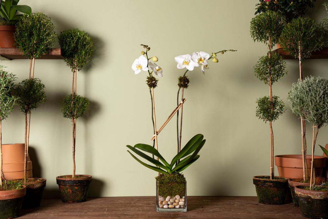 Orchids – Eros Flowers NYC